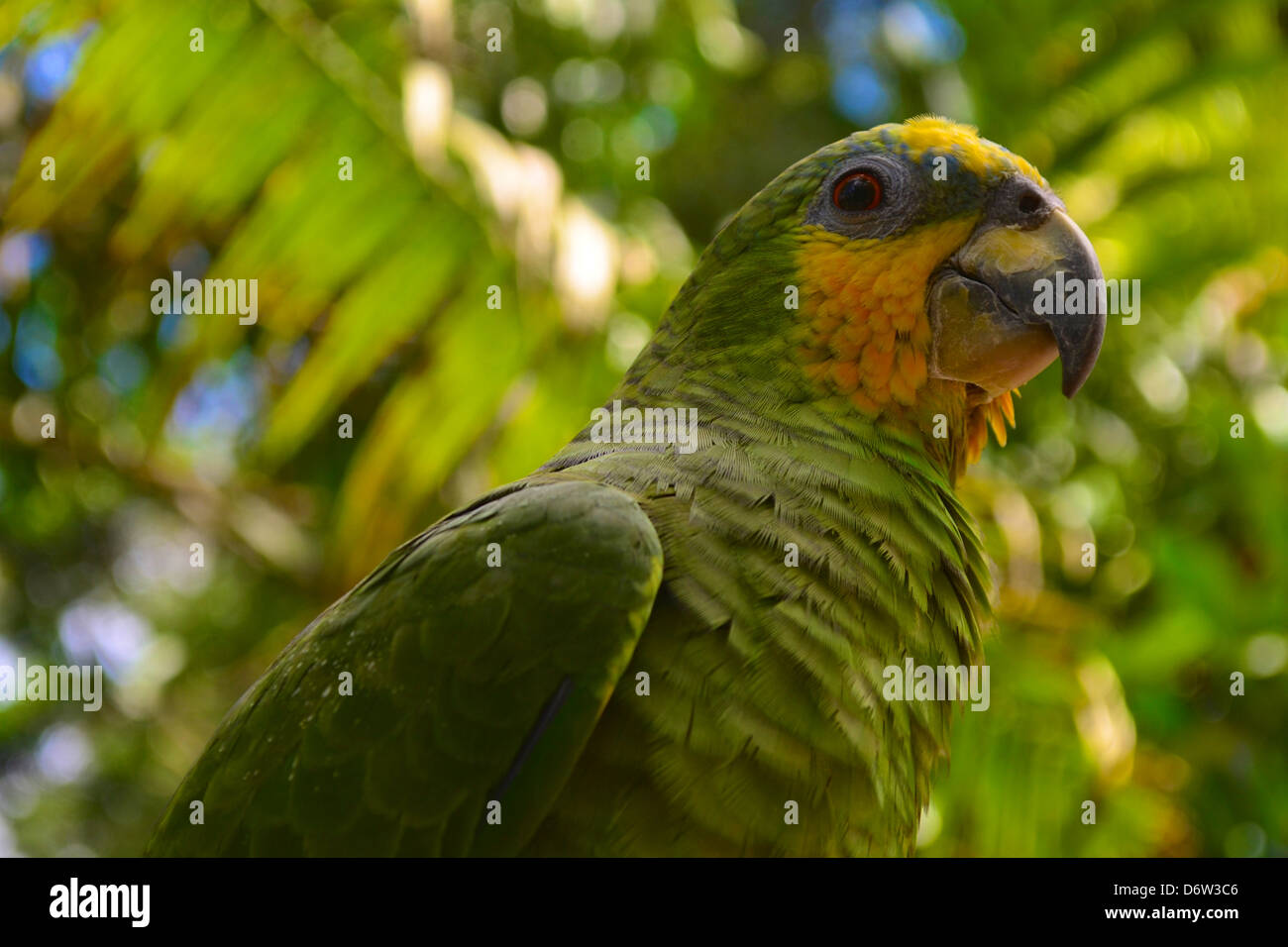 Green parrot amazon rainforest hi-res stock photography and images - Alamy