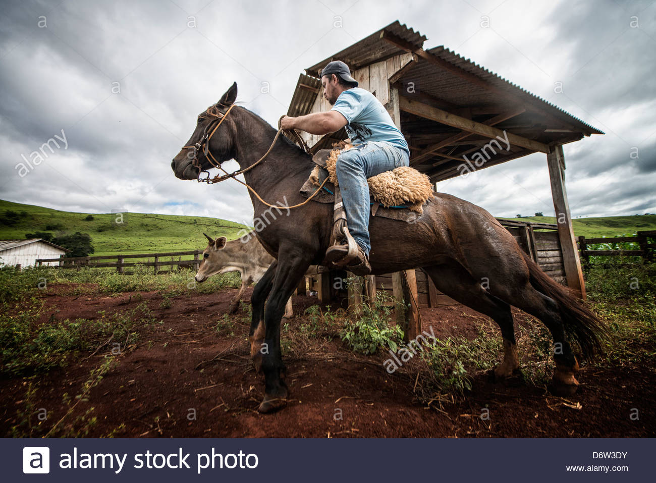 Brazilian Cowboy Stock Photos & Brazilian Cowboy Stock Images - Alamy