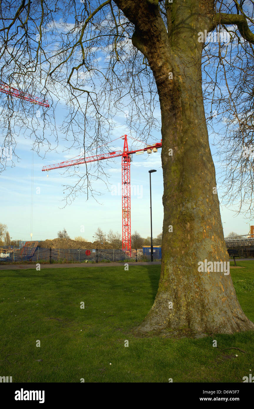 Construction tower cranes behind a tree Stock Photo - Alamy