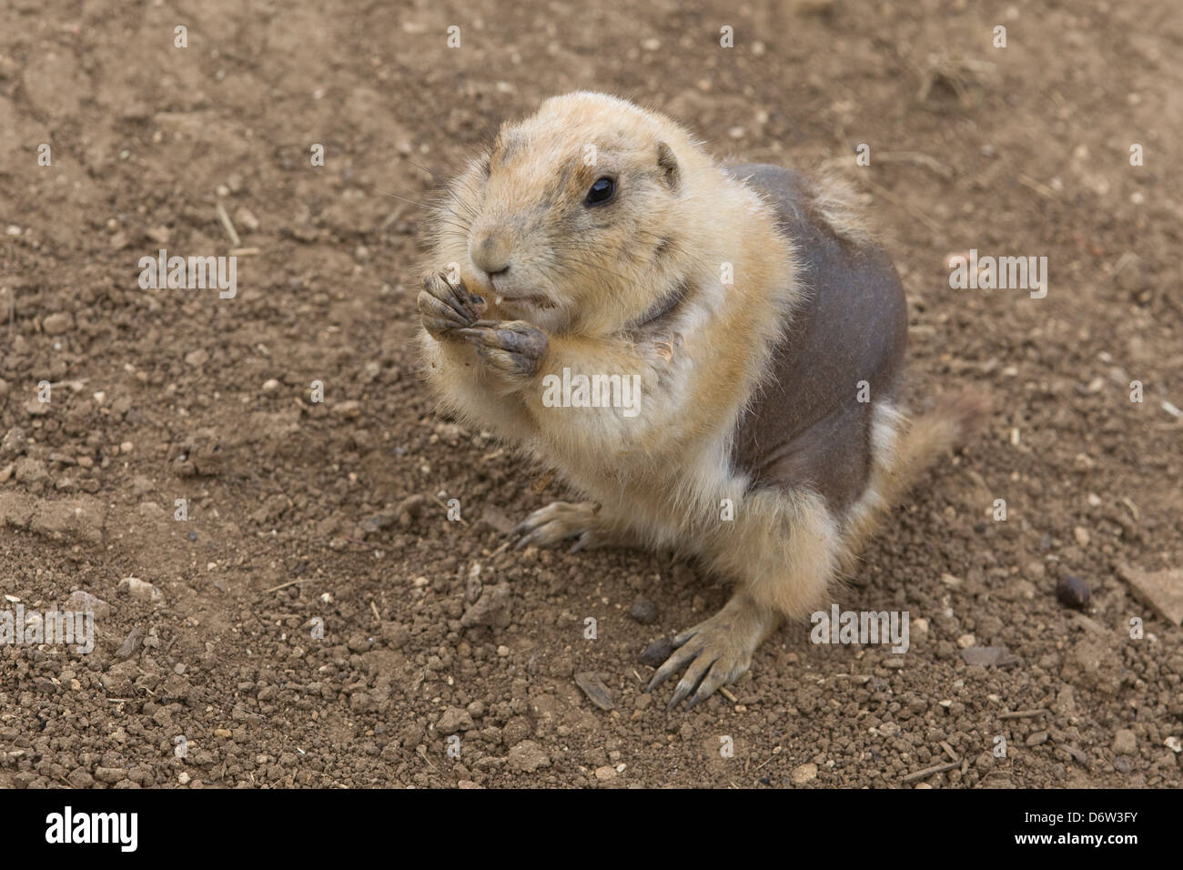 Black tailed prairie dog teeth hi-res stock photography and images - Alamy