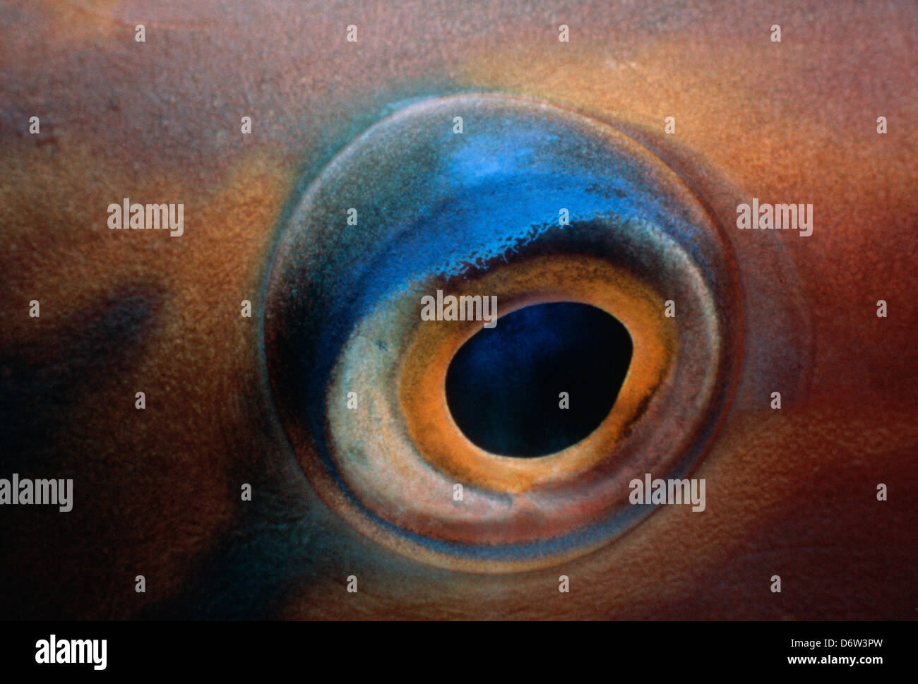 Eye of bluebarred parrotfish (Scarus ghobban). Red Sea Stock Photo - Alamy