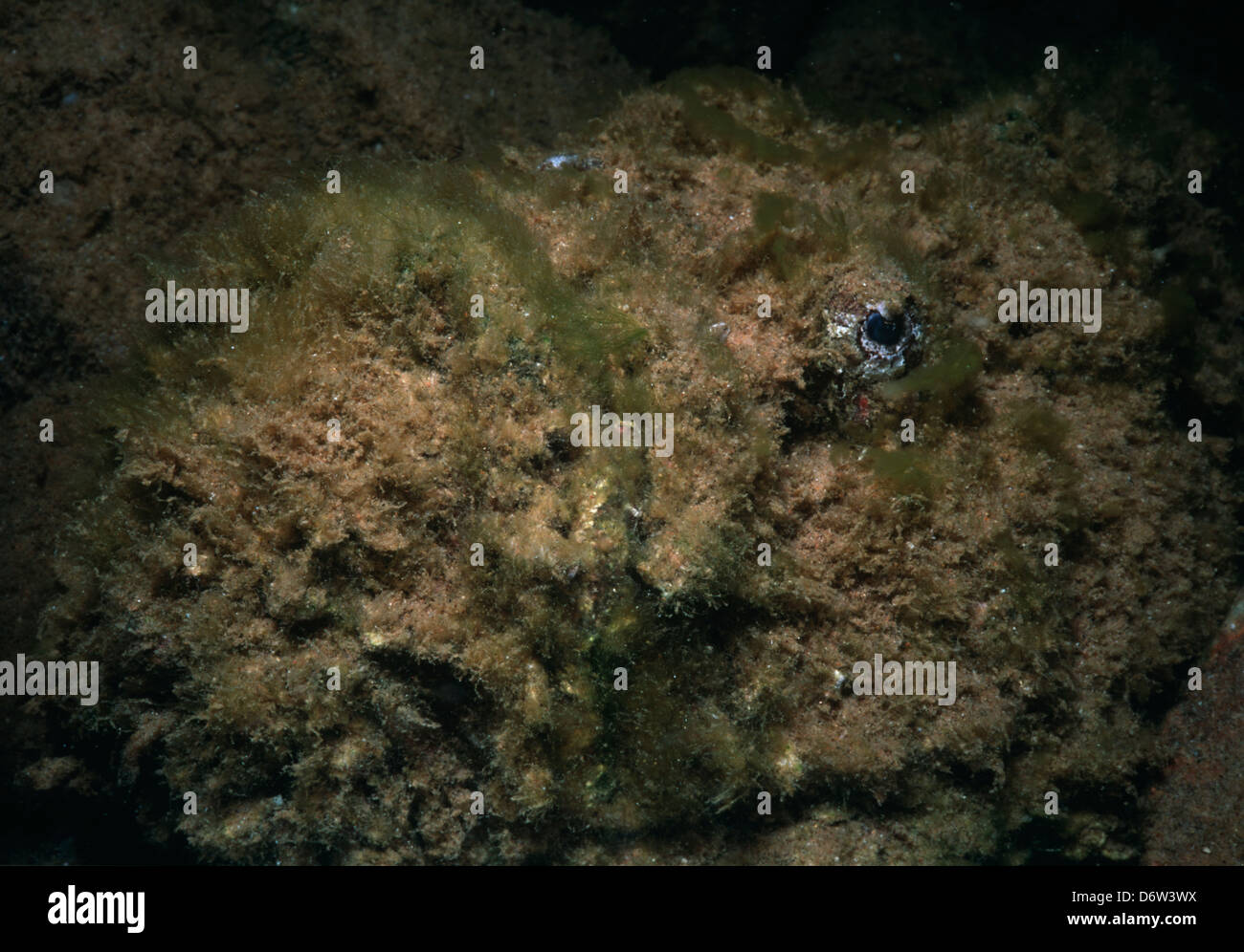 Red sea stonefish hi-res stock photography and images - Alamy