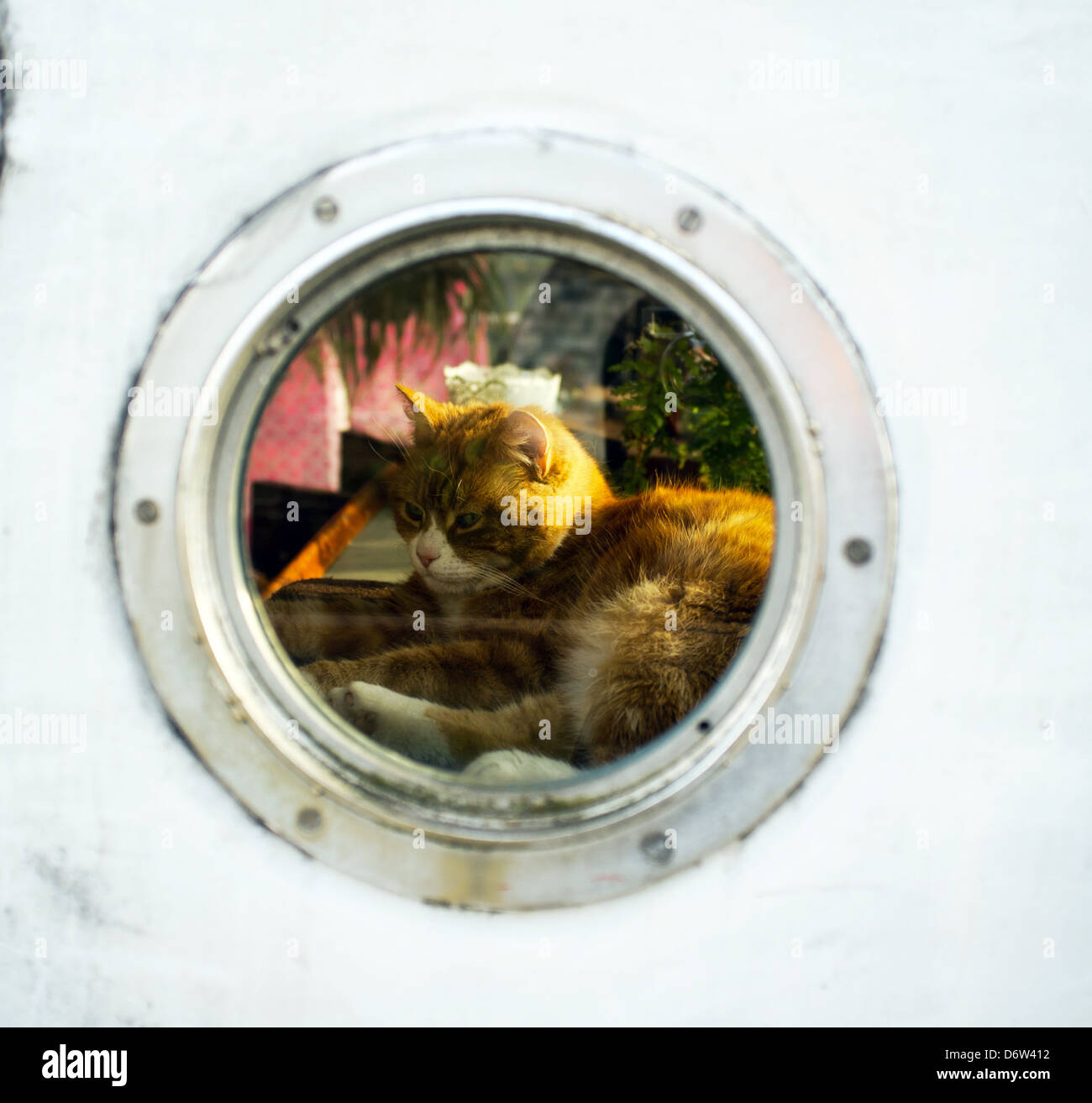 Houseboat cat ginger hi-res stock photography and images - Alamy