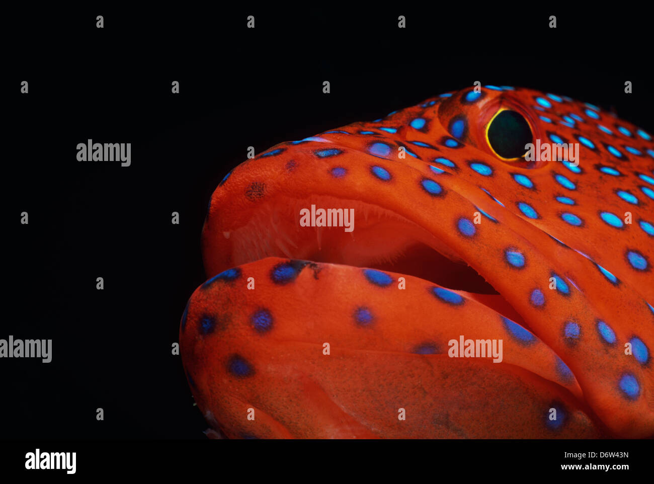 A jeweled grouper (Priacanthus miniata) in the Red Sea, Egypt Stock ...
