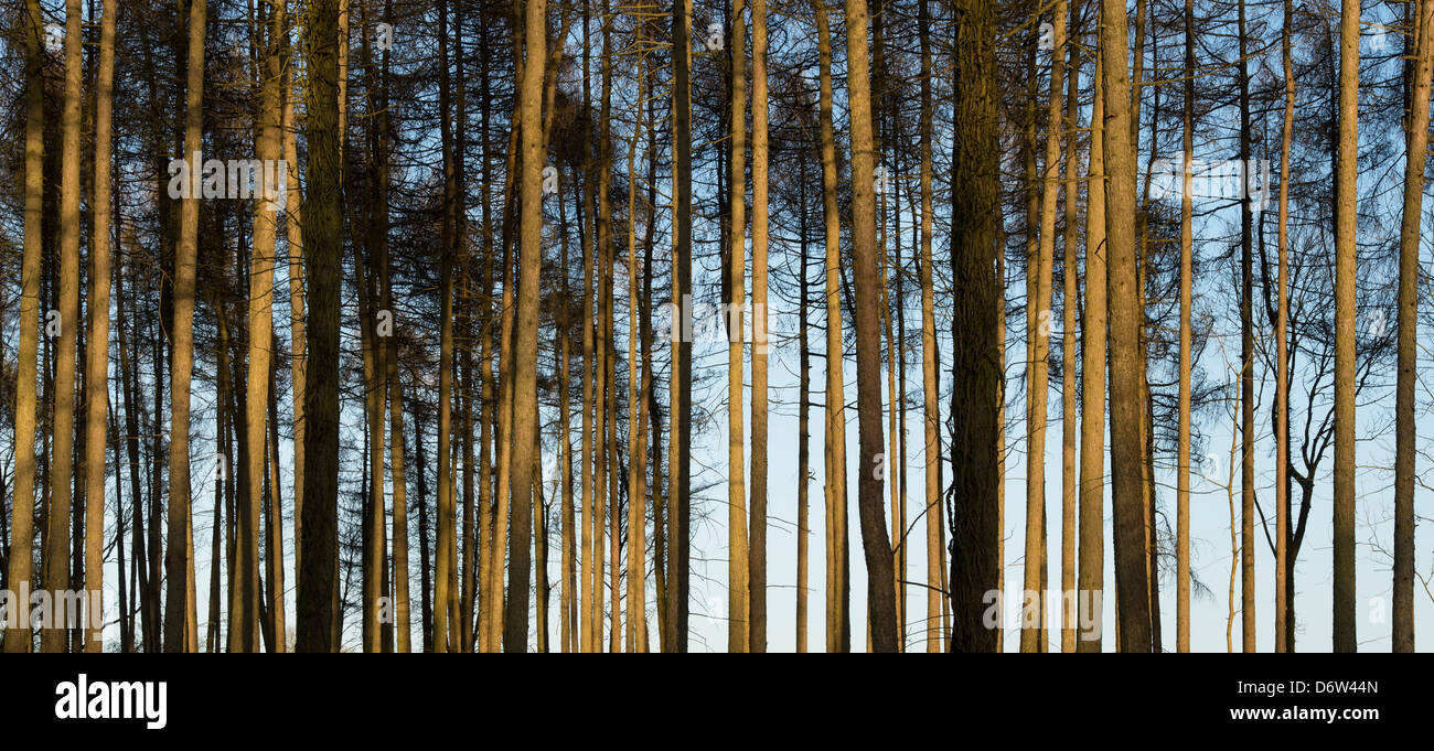 Tree trunks pattern hi-res stock photography and images - Alamy