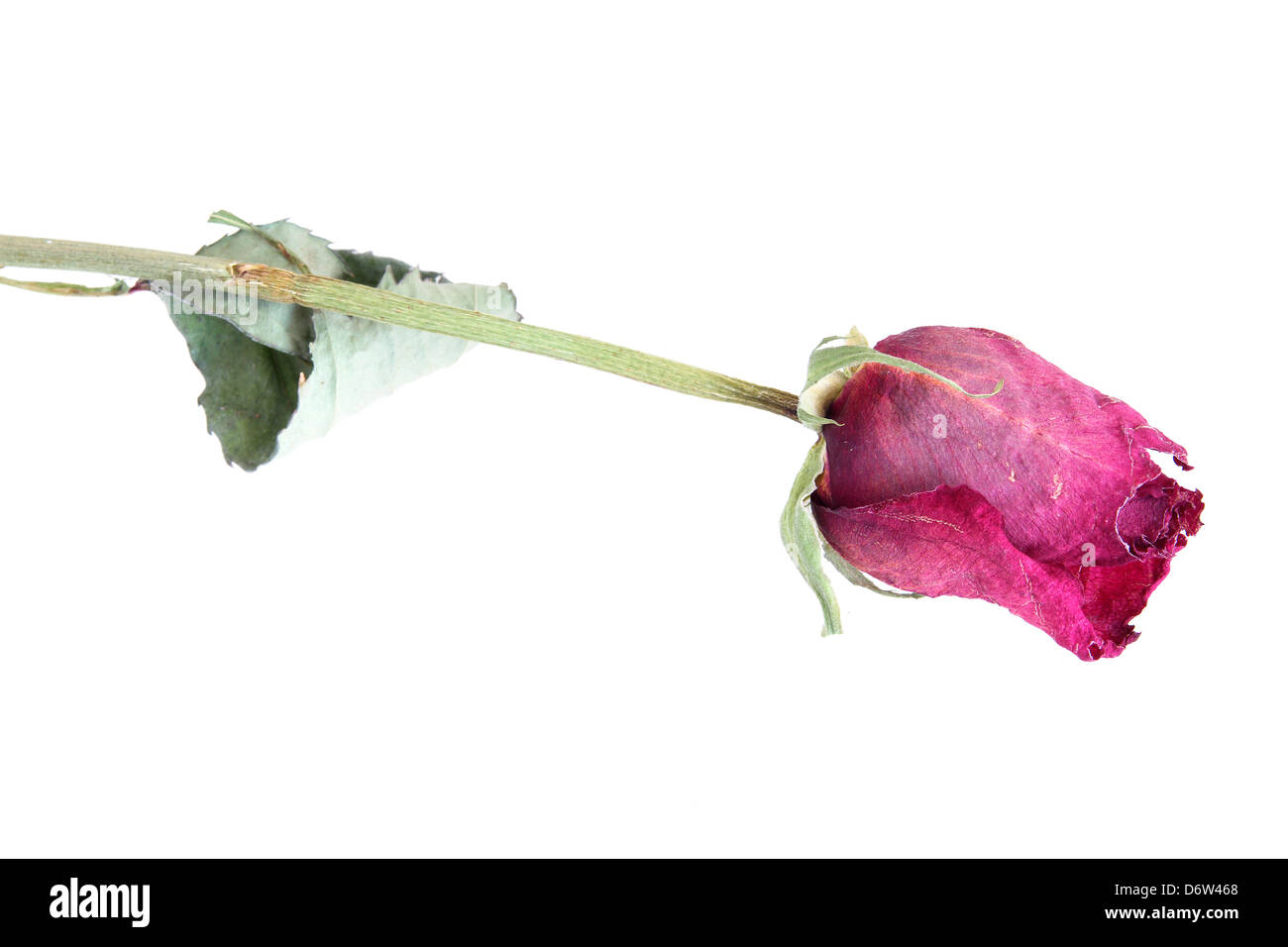 a dried red rose on white Stock Photo - Alamy
