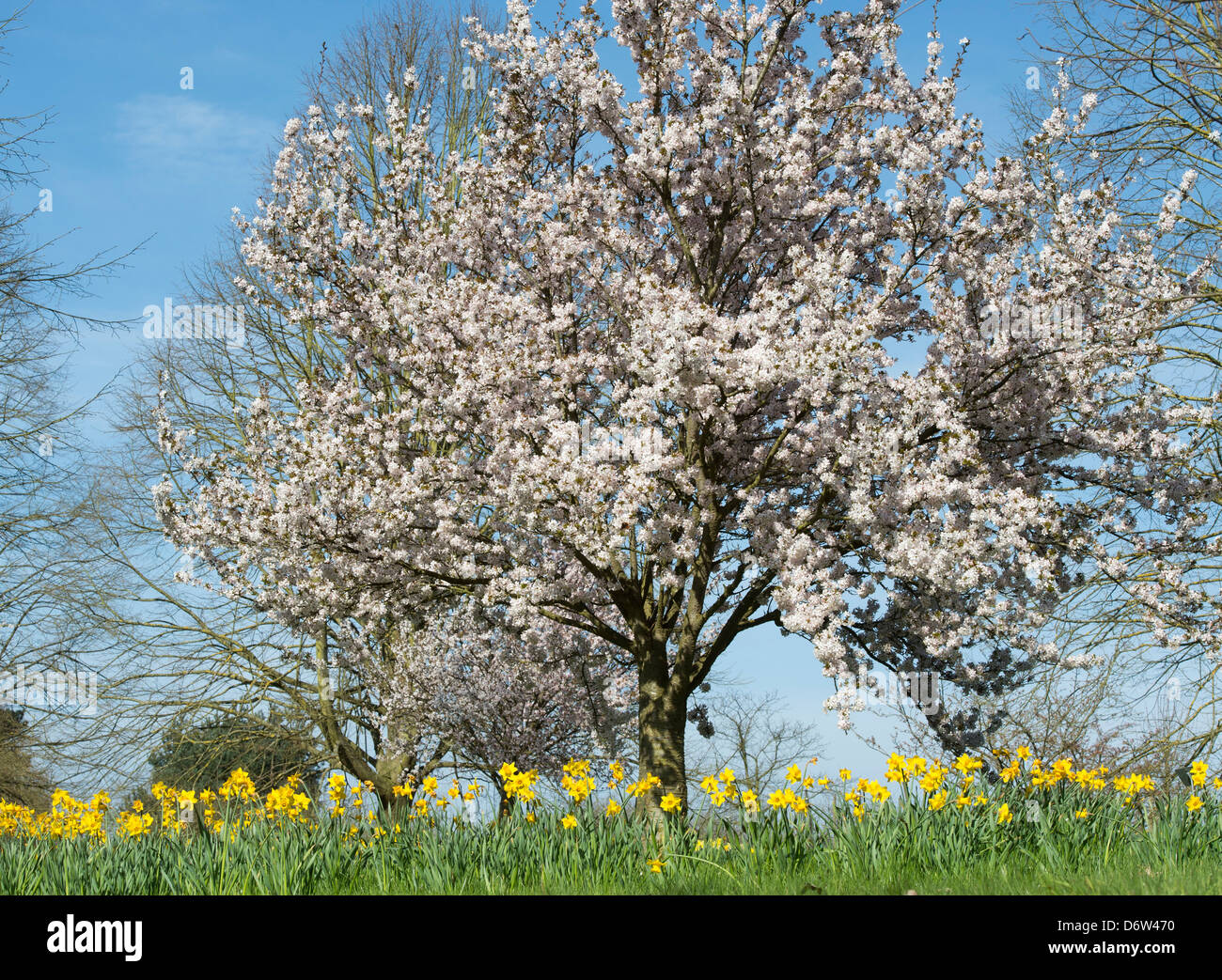 Prunus pandora hi-res stock photography and images - Alamy