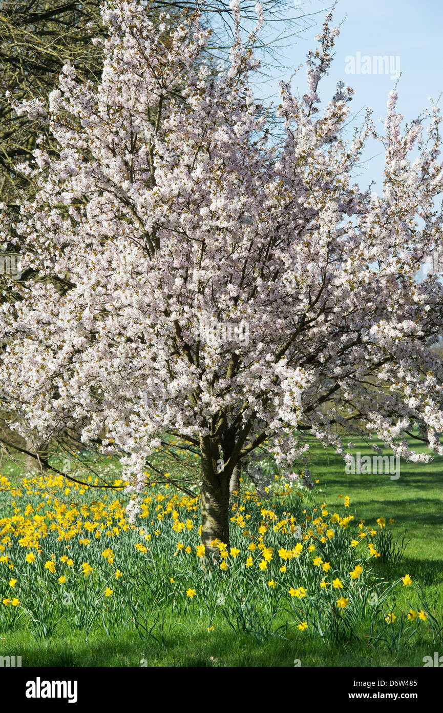 Prunus pandora hi-res stock photography and images - Alamy