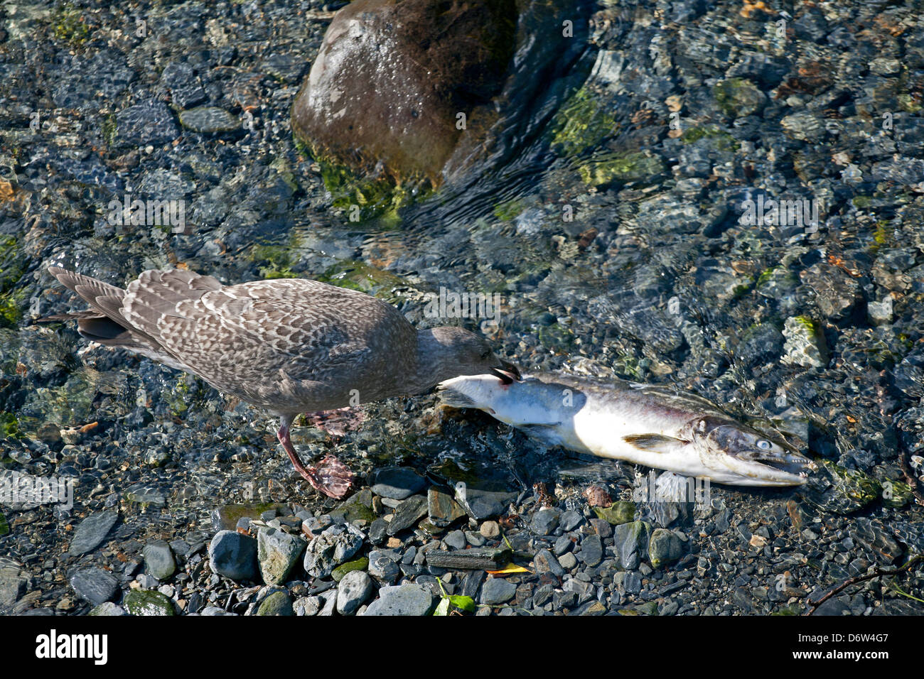 Seagull Life Cycle High Resolution Stock Photography and Images - Alamy
