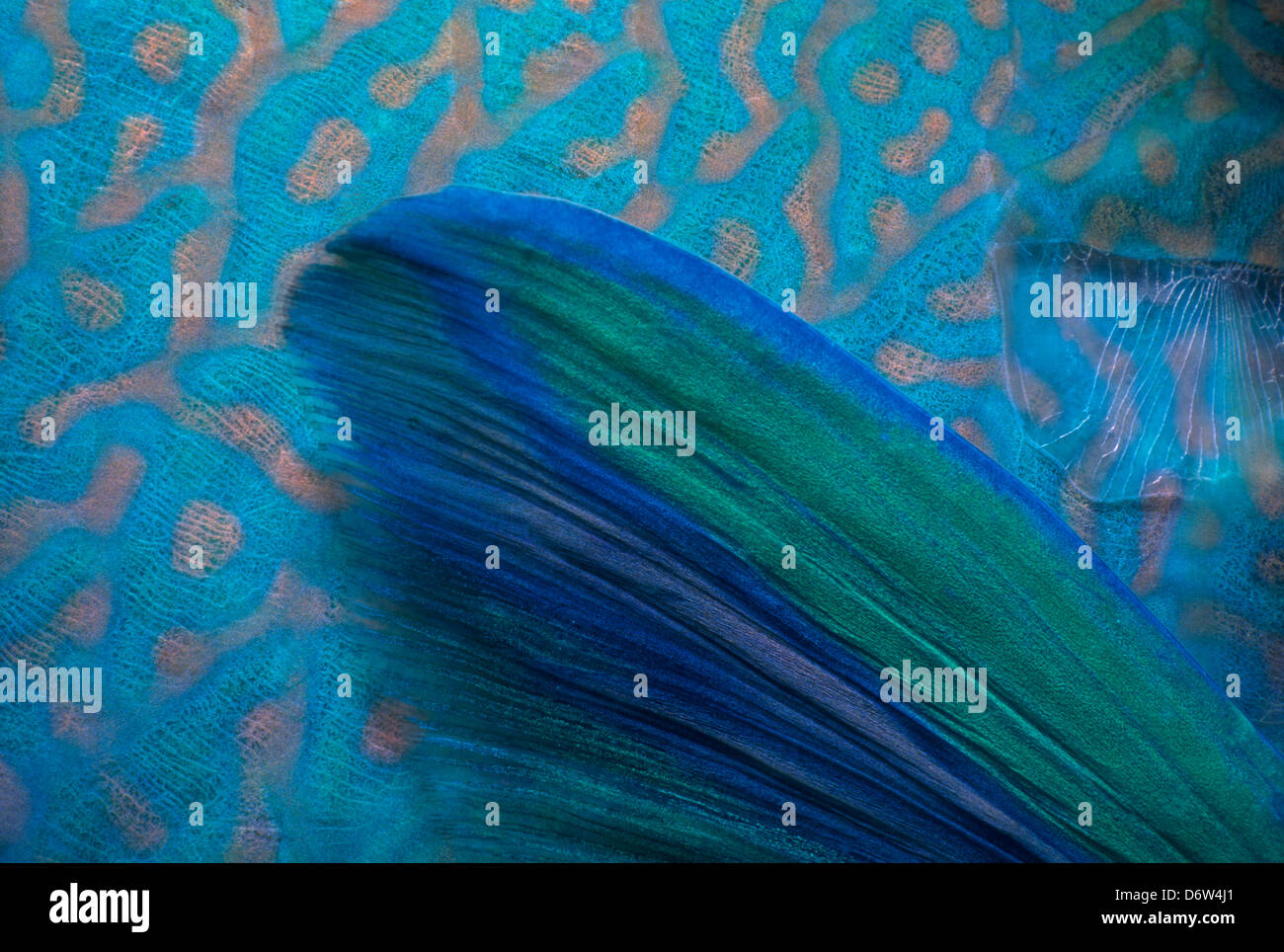 A rusty parrotfish (Scarus ferrugineus) pectoral fin. Red Sea, Egypt ...