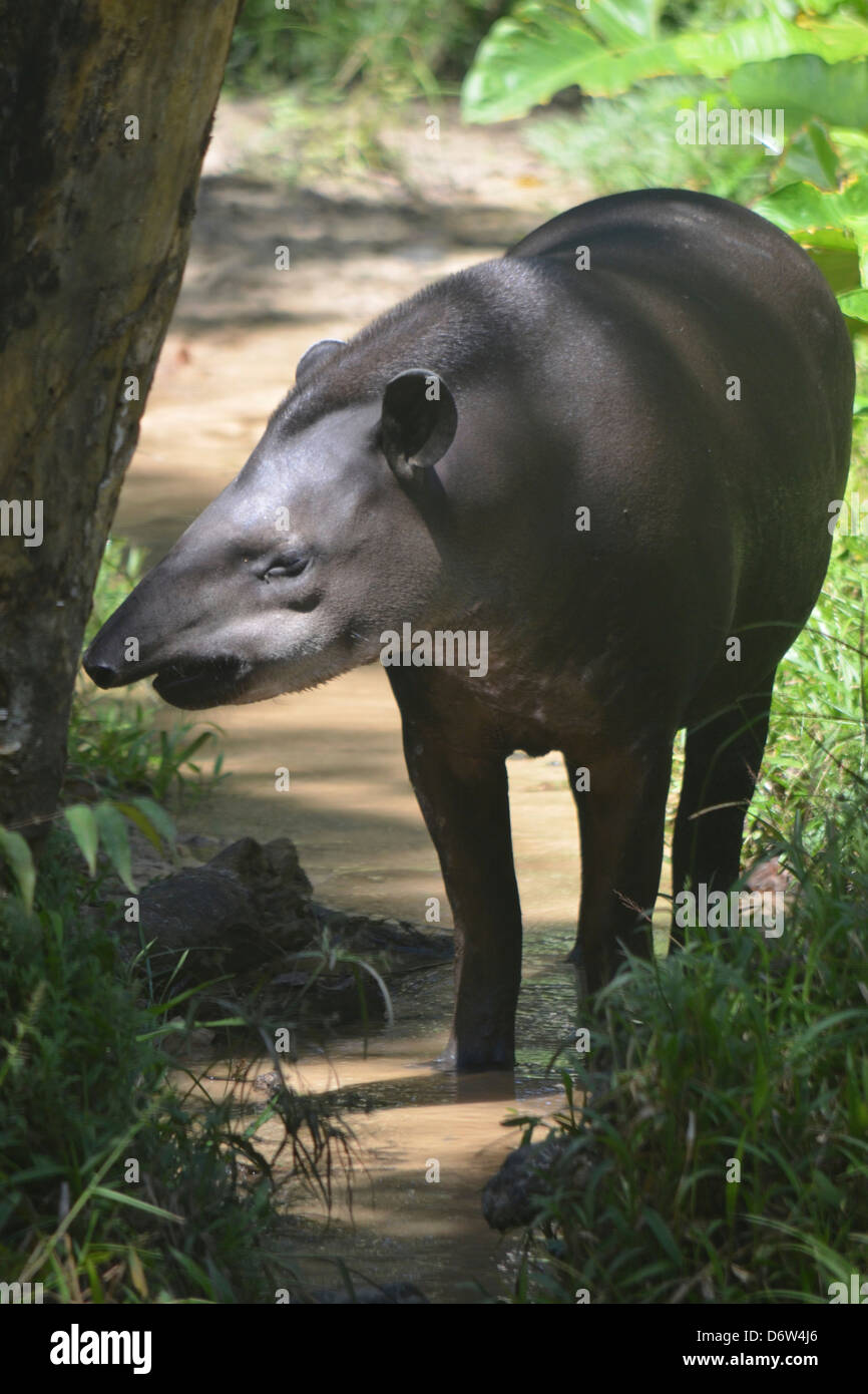 Tapir bolivia hi-res stock photography and images - Alamy