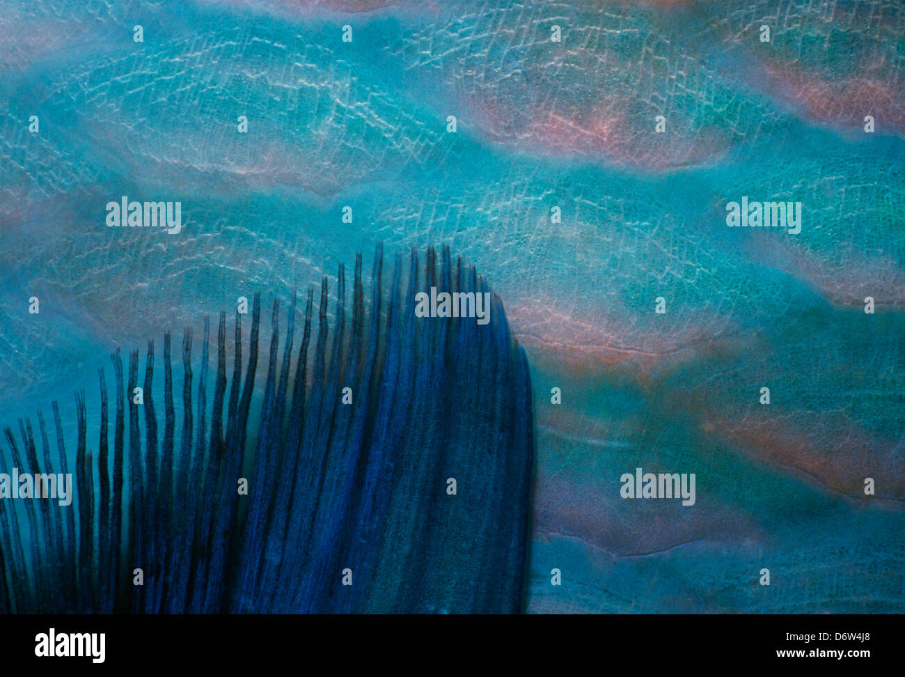 A rusty parrotfish (Scarus ferrugineus) pectoral fin. Red Sea, Egypt ...
