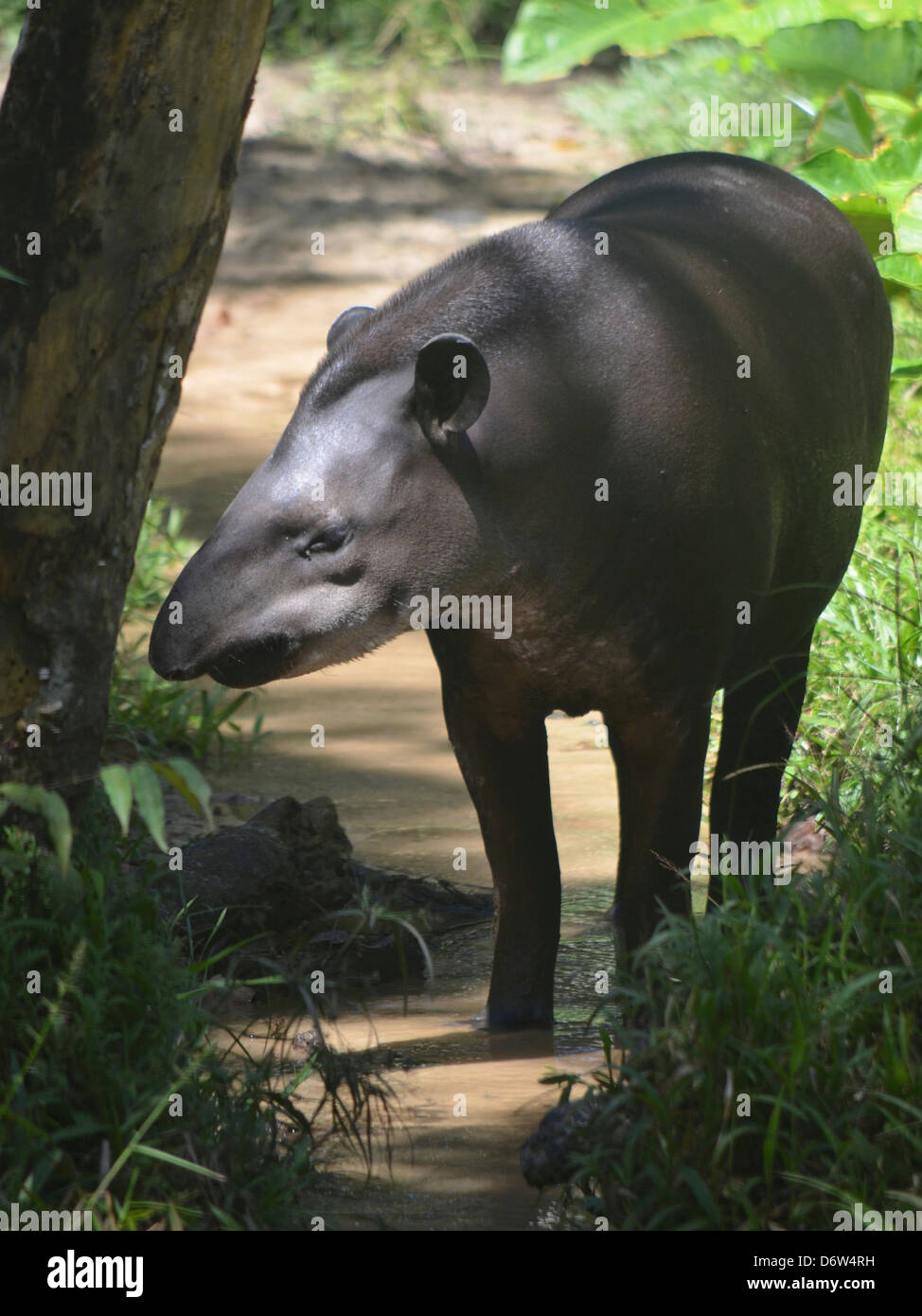 Brazil amazon rainforest amazonia jungle hi-res stock photography and ...