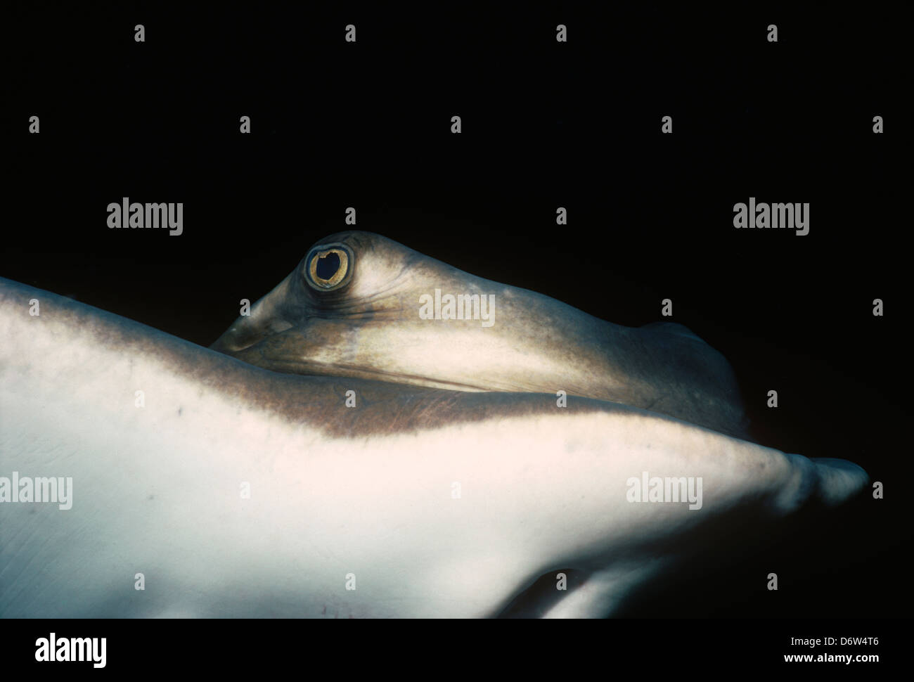 Javanese cownose ray rhinoptera hi-res stock photography and images - Alamy