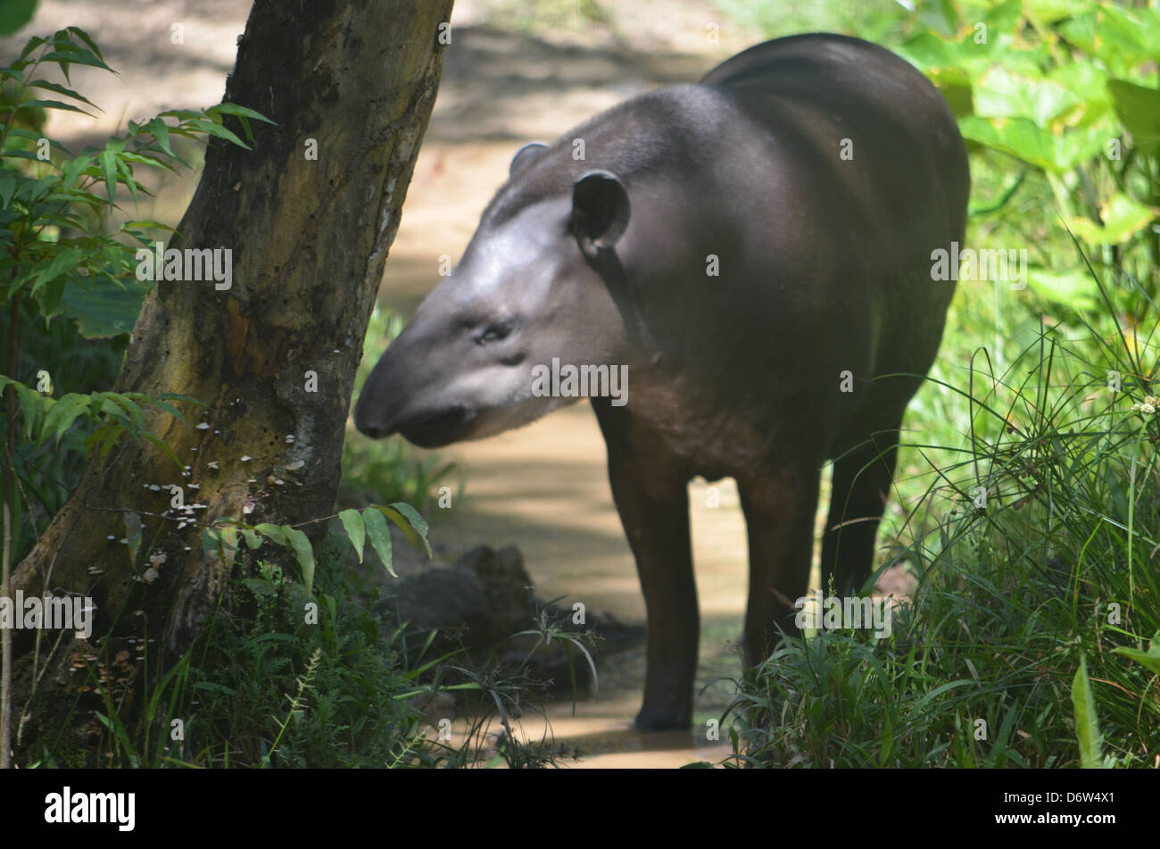 Tapir in the Amazon rainforest Stock Photo - Alamy