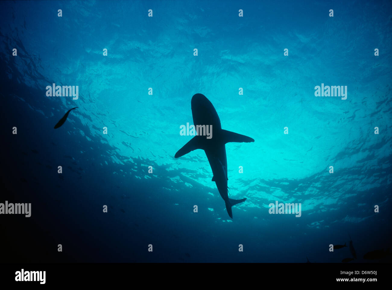 An Oceanic Whitetip Shark (Carcharhinus longimanus). Cocos Islands ...