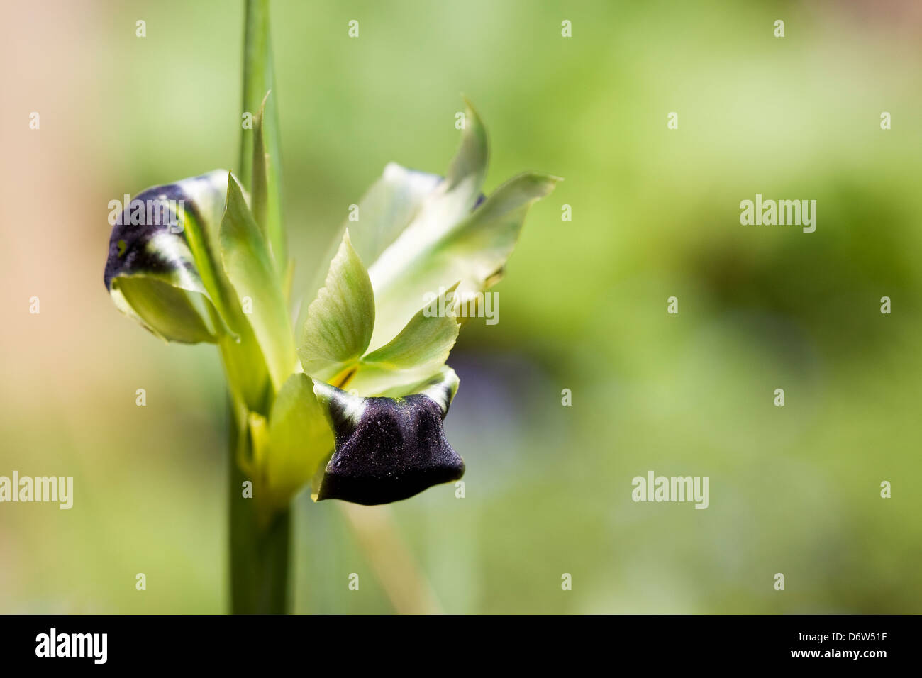 Dwarf Iris Tuberosa. Hermodactylus tuberosa Stock Photo - Alamy