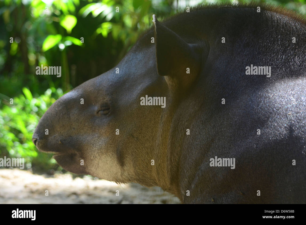 Tapir in the Amazon rainforest Stock Photo - Alamy