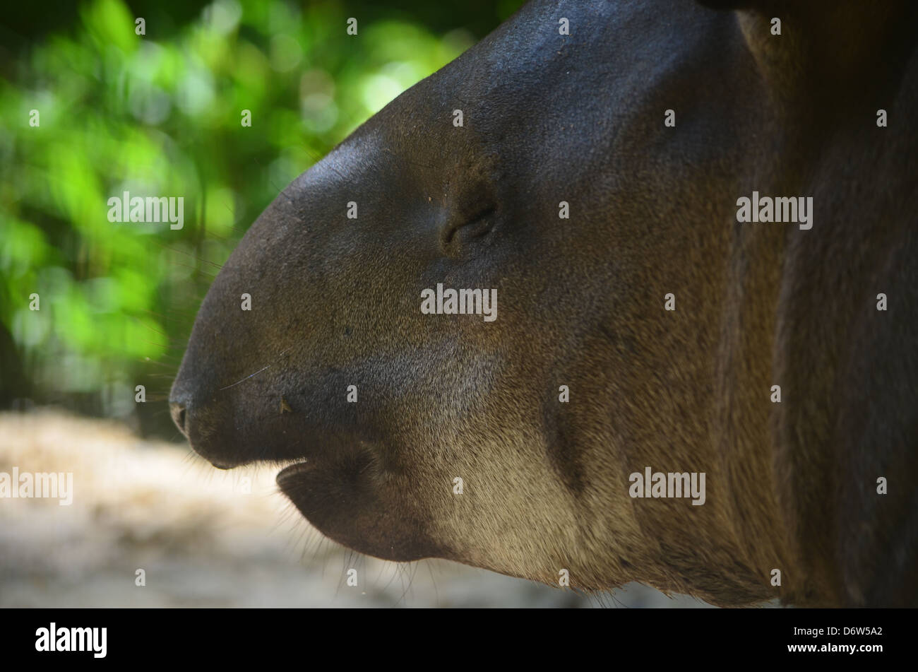 Tapir in the Amazon rainforest Stock Photo - Alamy