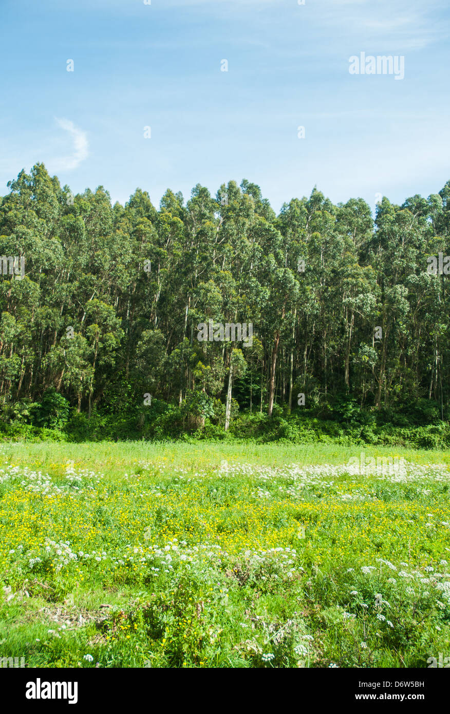 Forestry edge hi-res stock photography and images - Alamy