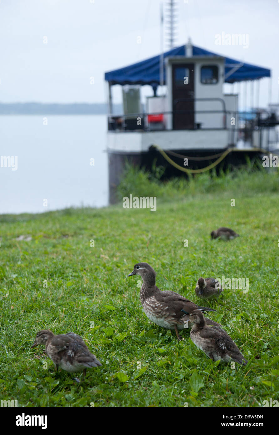 Ferch, Germany, mandarin duck with chicks on Havel Stock Photo - Alamy