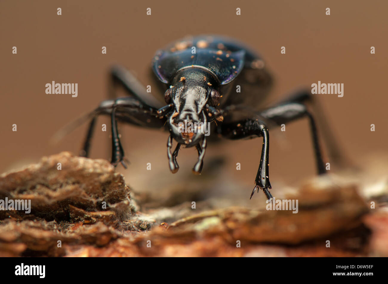 Glabratus hi-res stock photography and images - Alamy