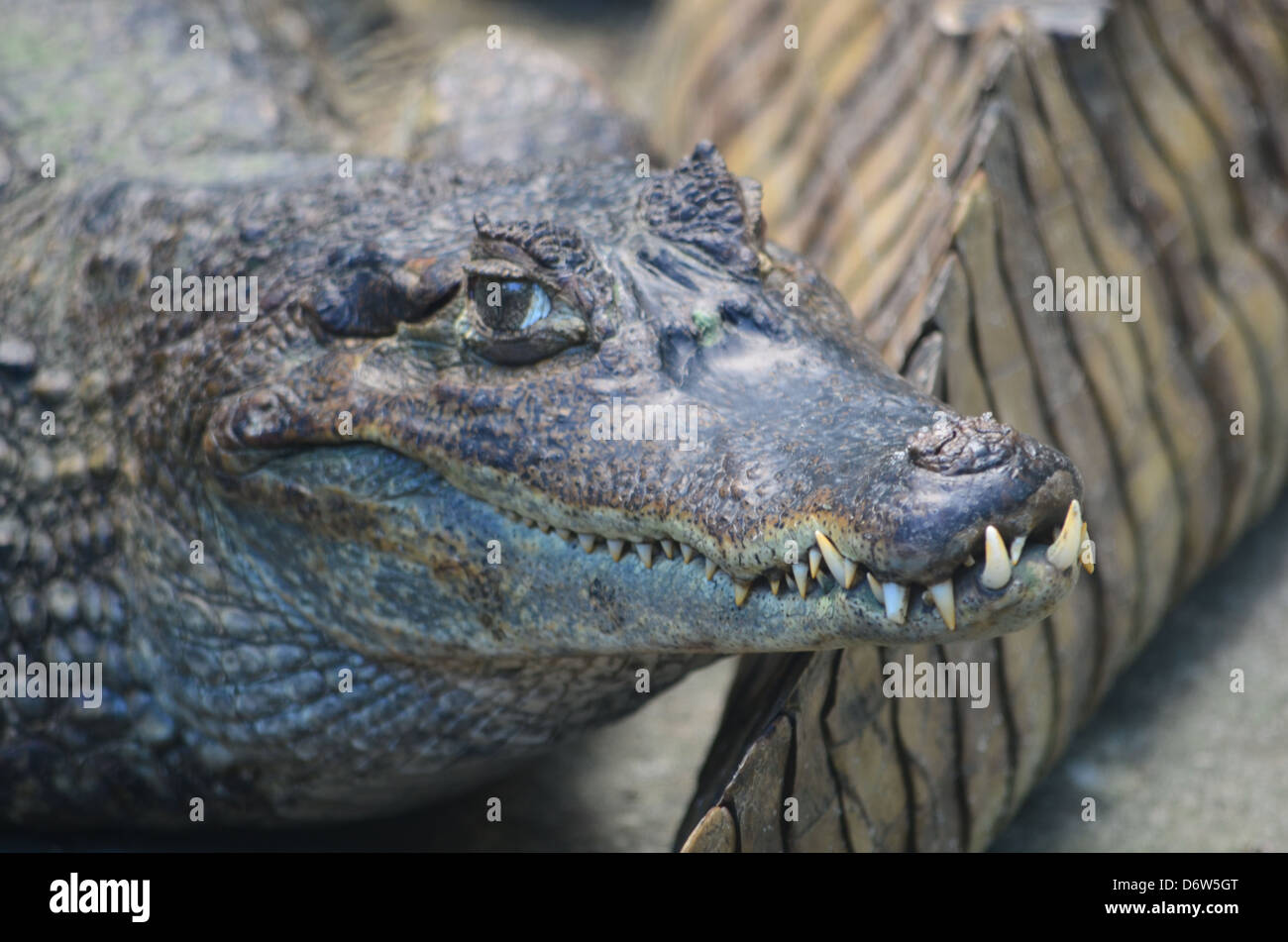 Prehistoric amphibious hi-res stock photography and images - Alamy