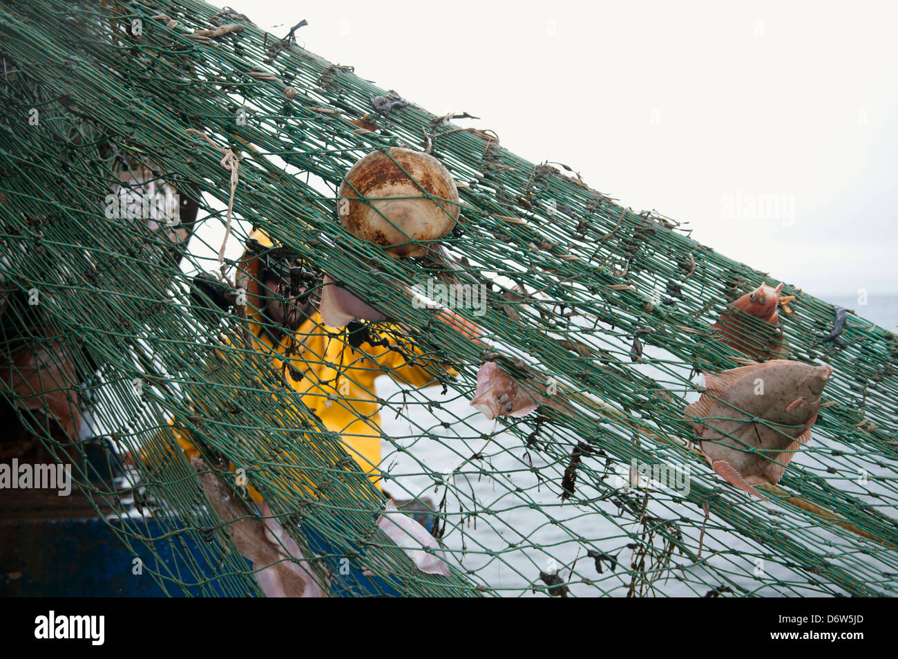 Fisherman hauling back dragger net on fishing trawler. Stellwagen Banks ...