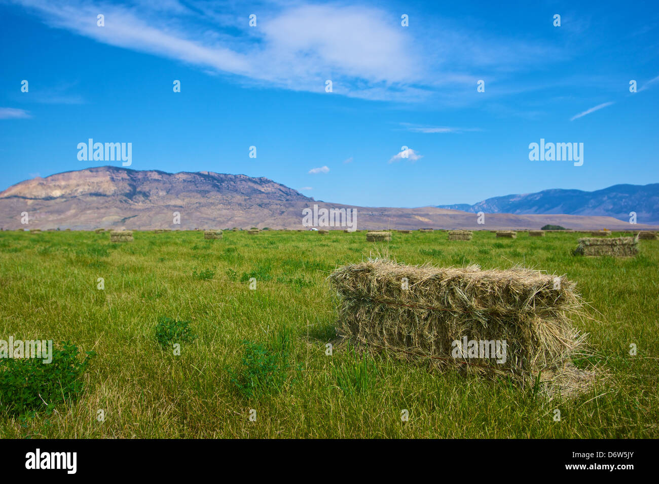 Bales of hay lay in an open field waiting to be picked up Stock Photo ...