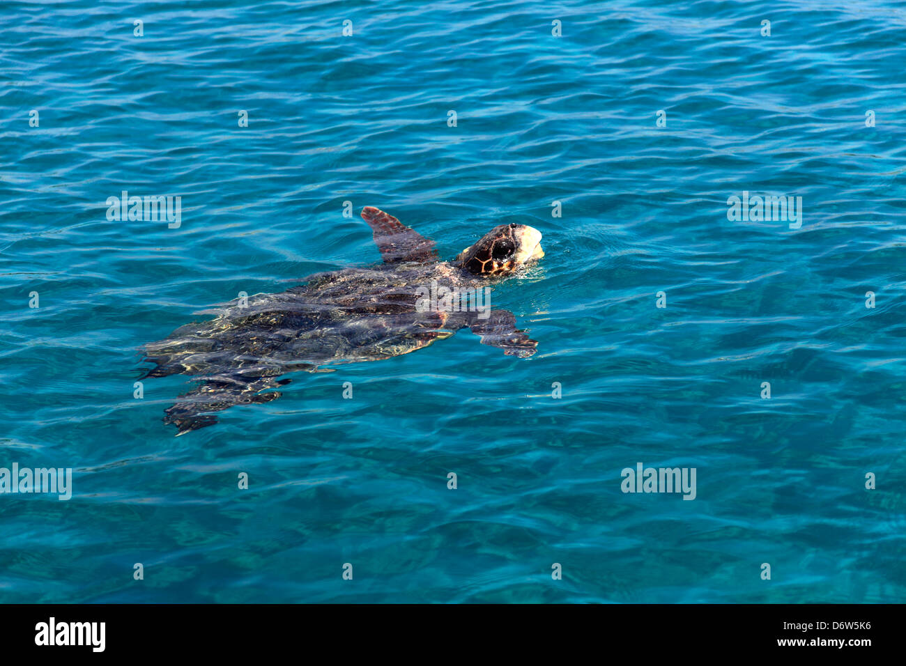 Loggerhead Turtle ( Carreta caretta ) in the sea at Laganas resort ...