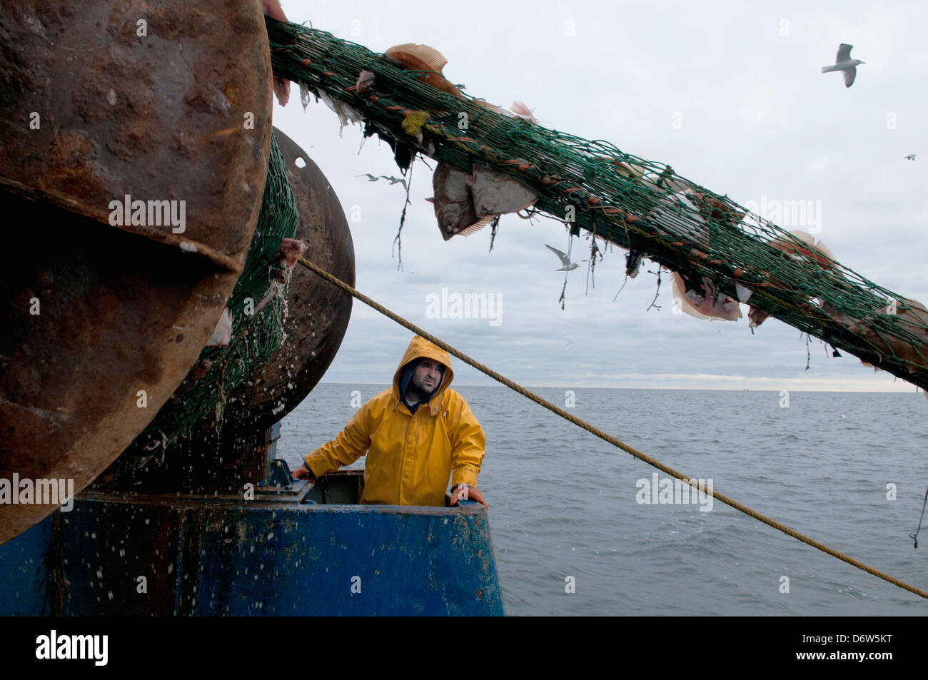 Fisherman hauling back dragger net on fishing trawler. Stellwagen Banks ...