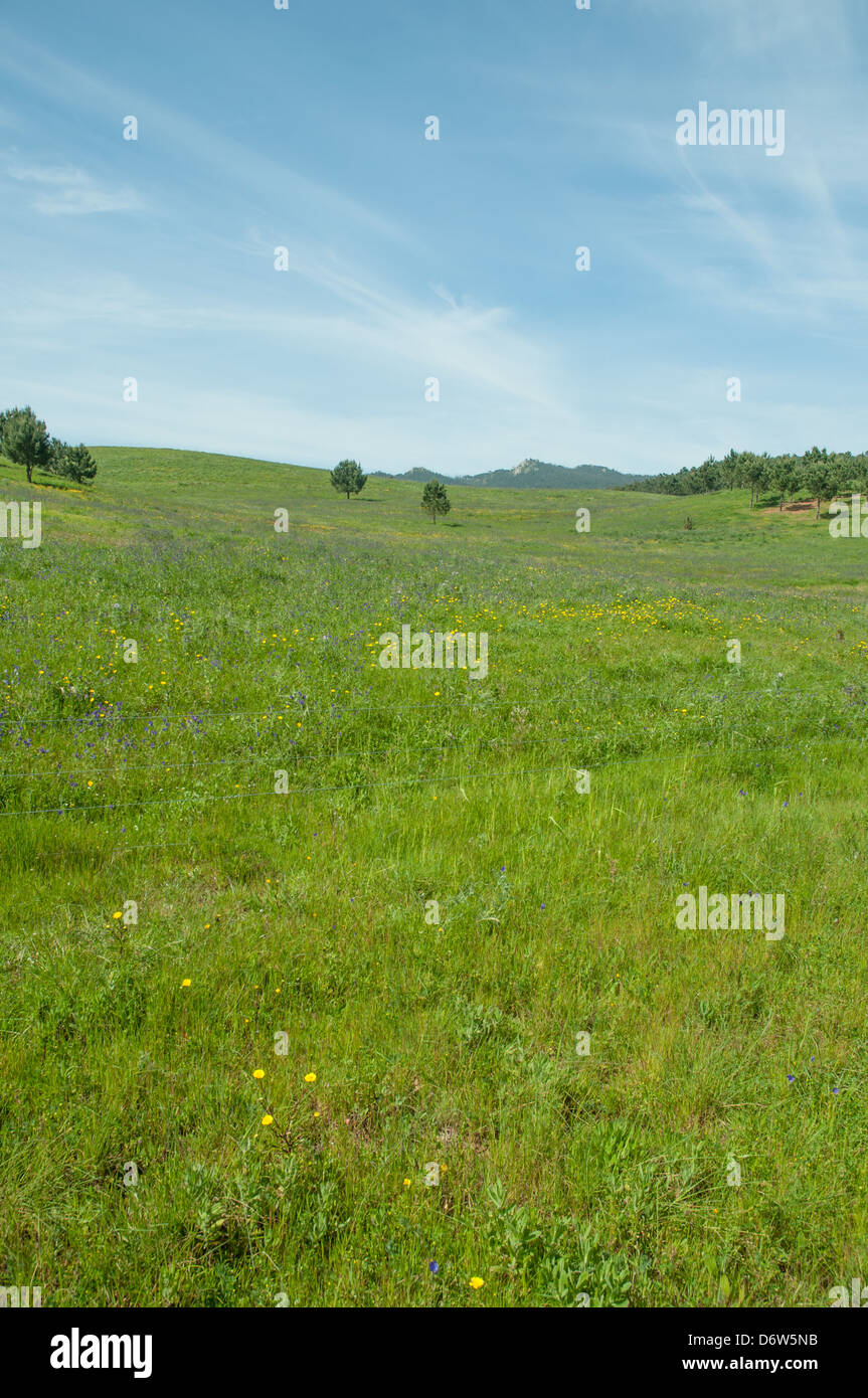 Flowered meadow with trees Stock Photo - Alamy
