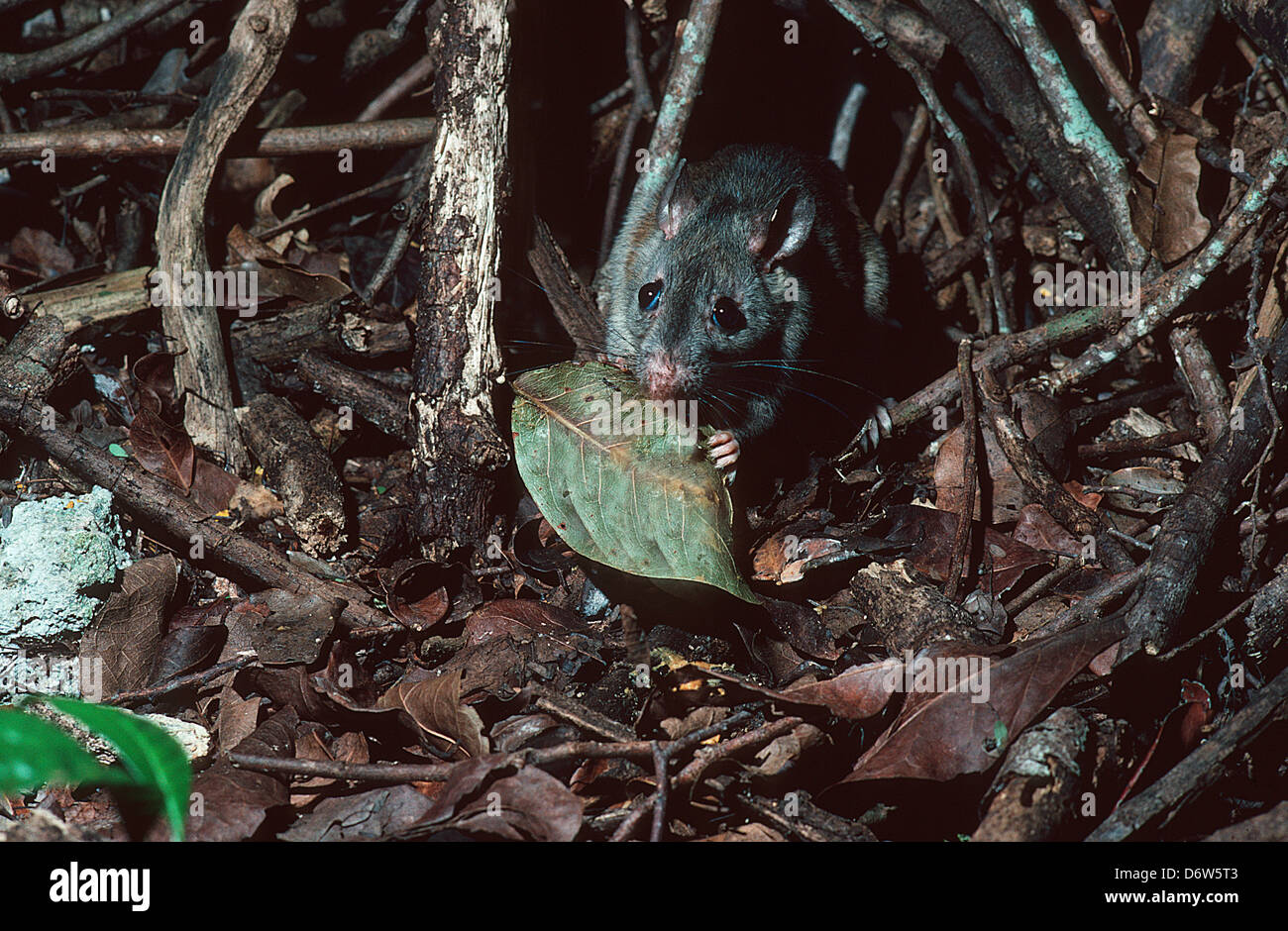 Florida woodrat hi-res stock photography and images - Alamy