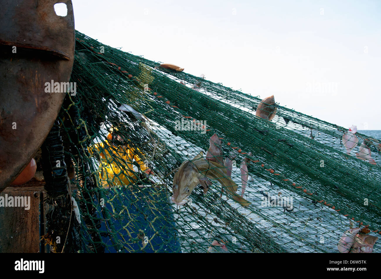 Fisherman hauling back dragger net on fishing trawler. Stellwagen Banks ...