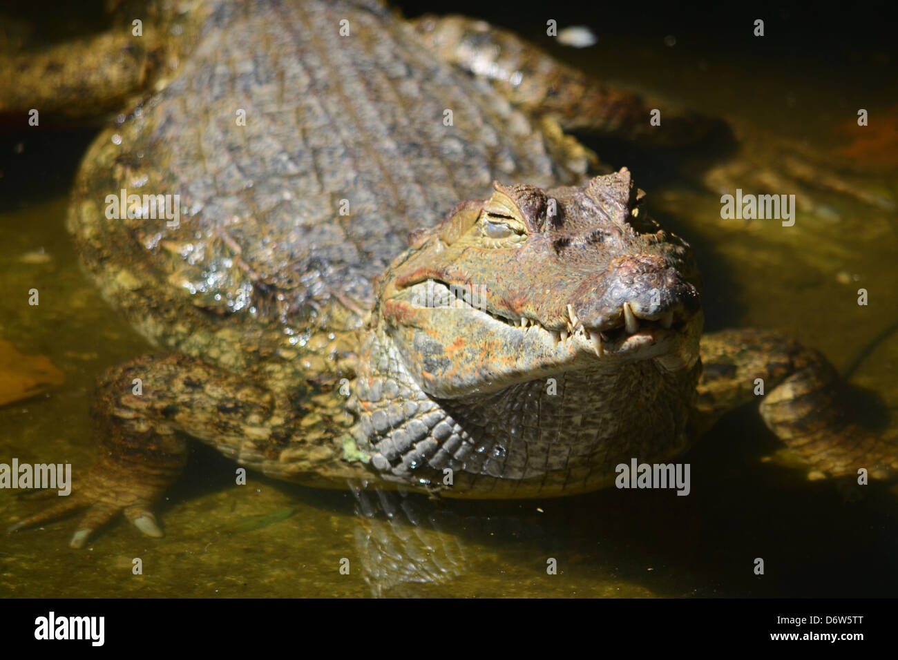 Amphibious reptiles hi-res stock photography and images - Alamy
