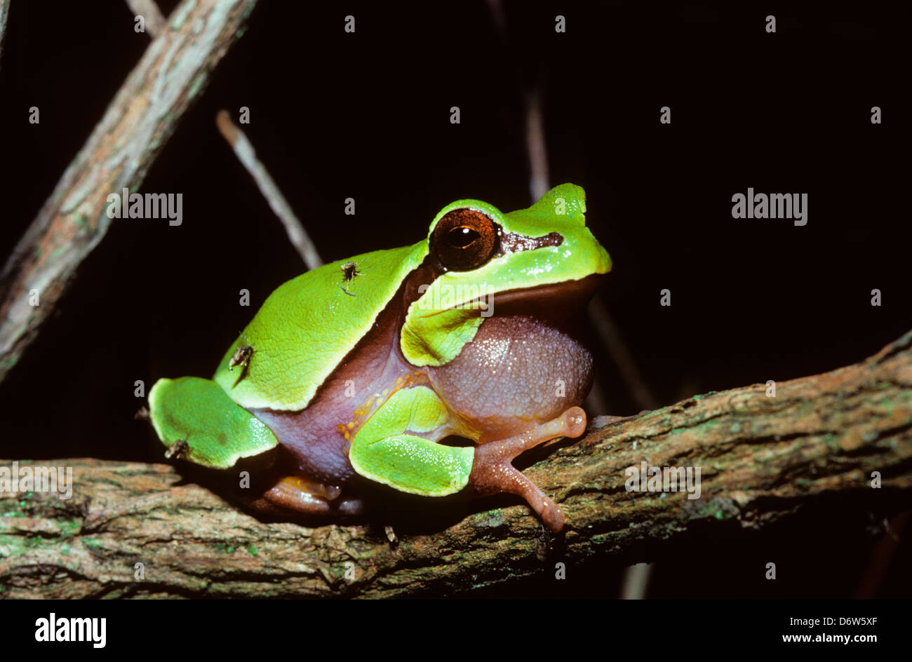 Andersoni High Resolution Stock Photography and Images - Alamy