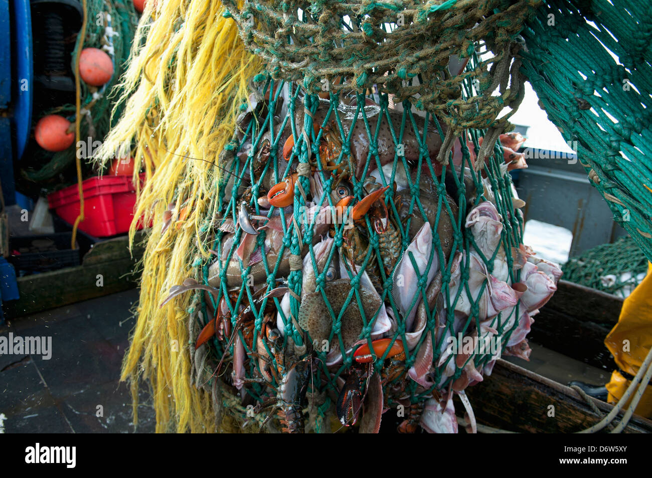 Fishing dragger hauls in net full of Atlantic Cod fish (Gadus morhua ...