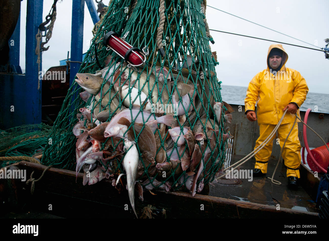 Fishing dragger hauls in net full of Atlantic Cod fish (Gadus morhua ...