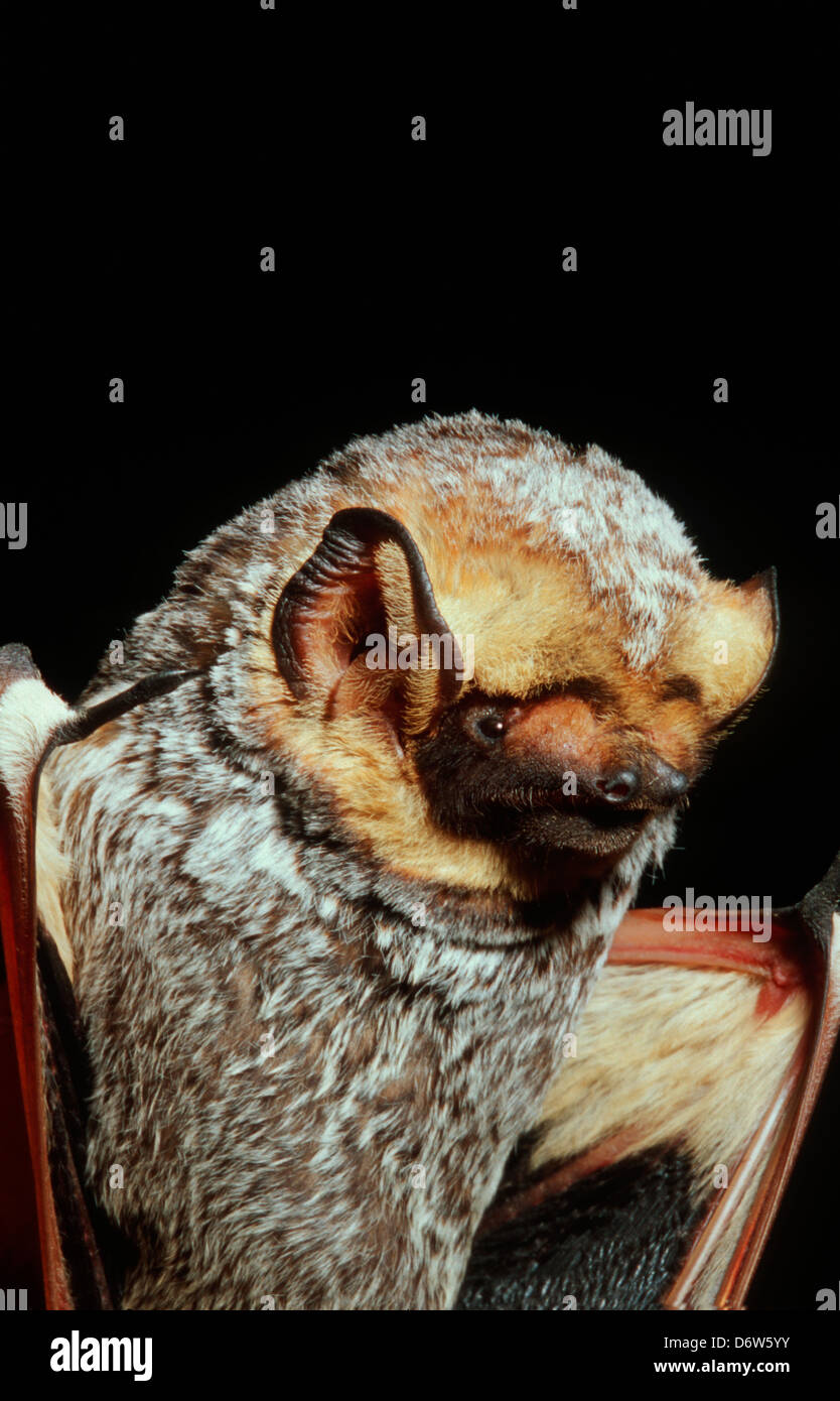 Lasiurus cinereus hi-res stock photography and images - Alamy