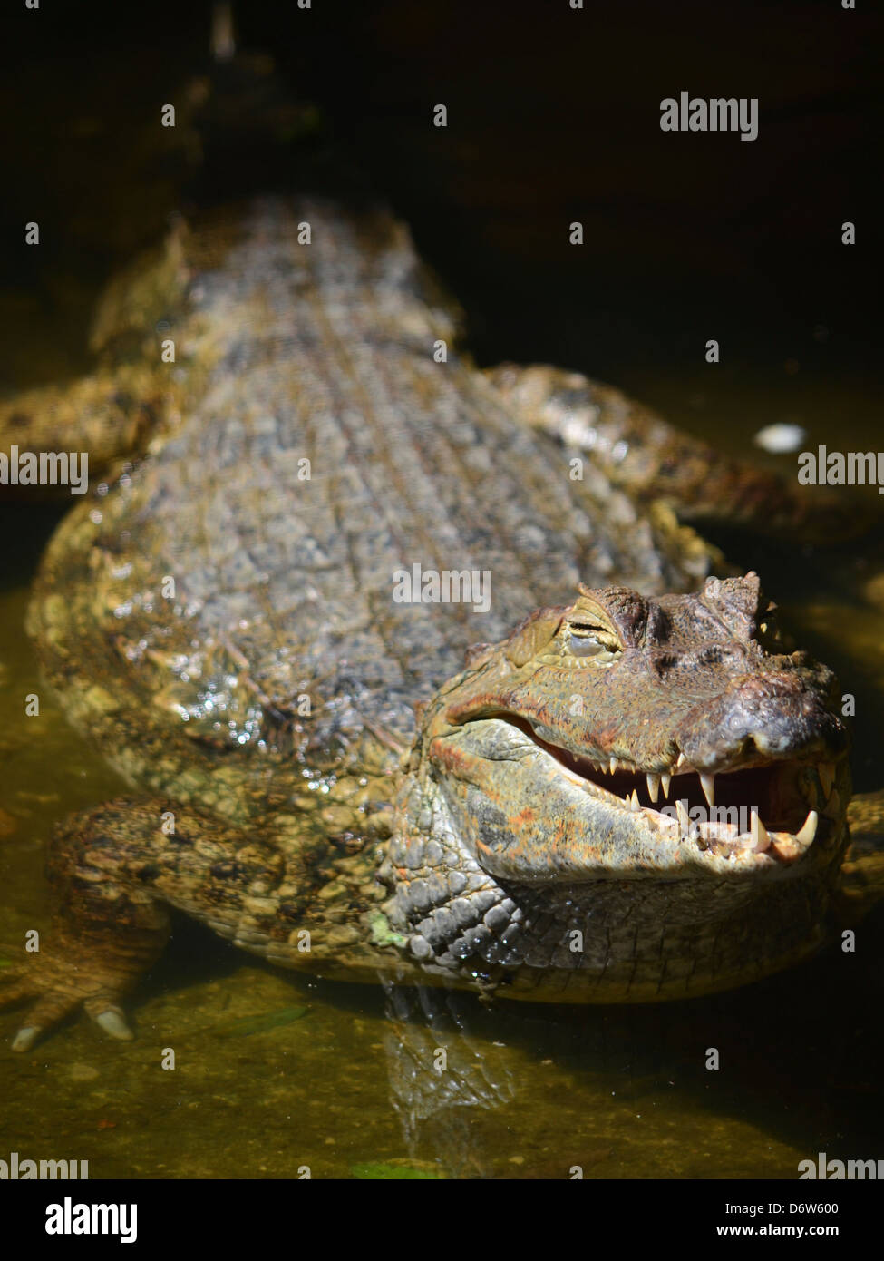 A Cayman relaxes in the Amazon rain forest, Peru Stock Photo - Alamy