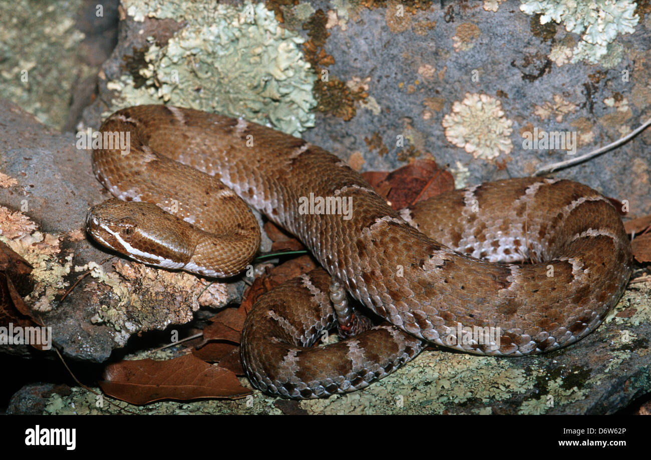 Arizona ridgenosed rattlesnake hi-res stock photography and images - Alamy