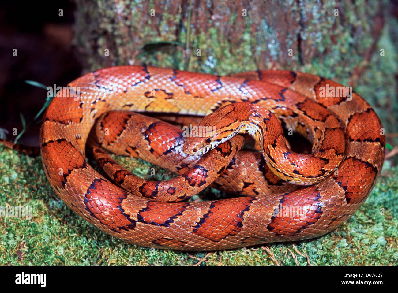 USA, Florida, Corn Snake (Elaphe guttata guttata Stock Photo - Alamy