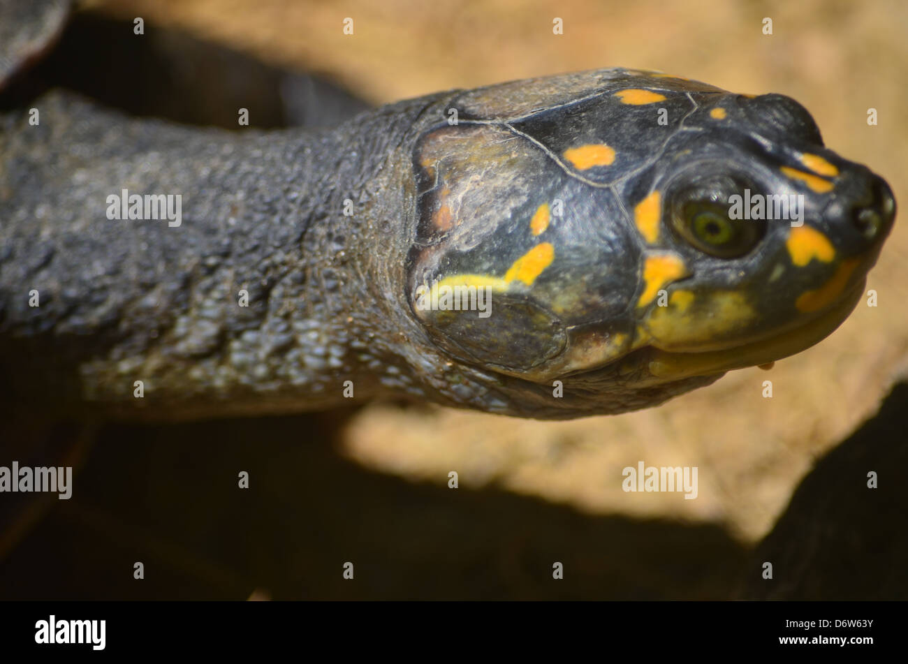Amazon rainforest turtles hi-res stock photography and images - Alamy