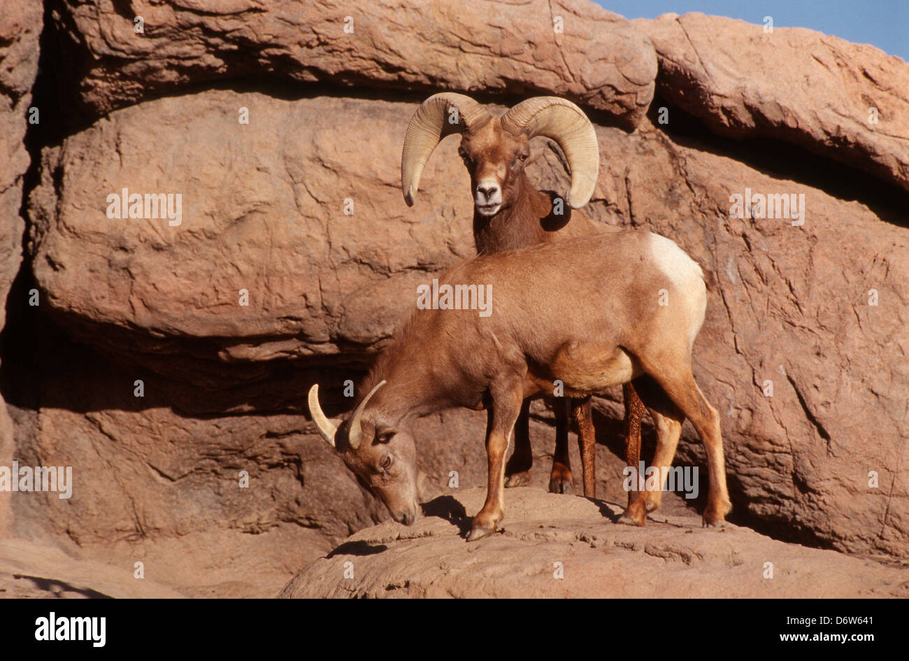 USA, Arizona, Sonoran Desert Sheep (Avis canadensis) Captive Arizona ...