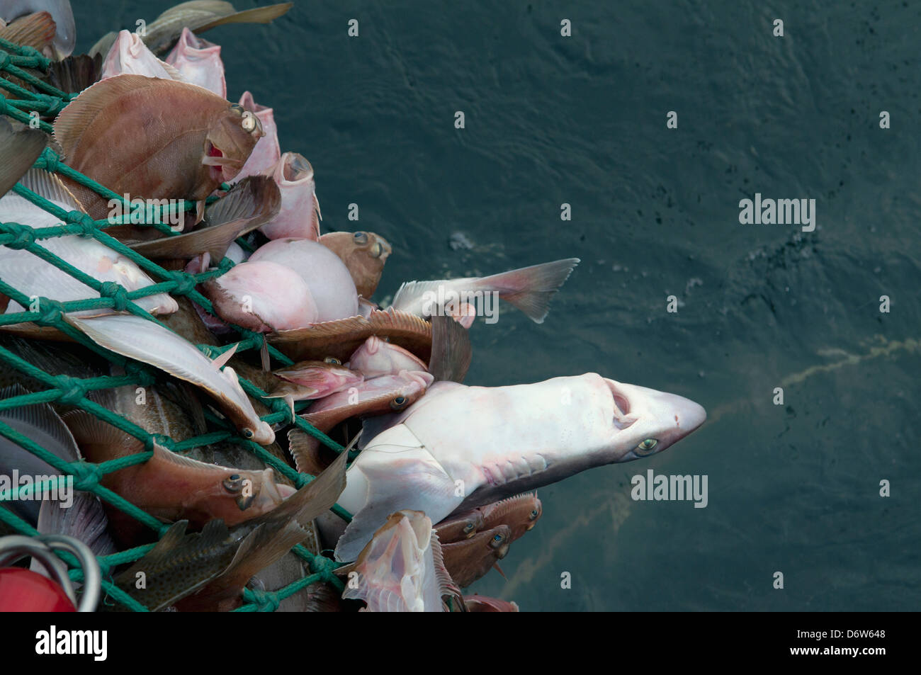 Spiny dogfish hi-res stock photography and images - Alamy