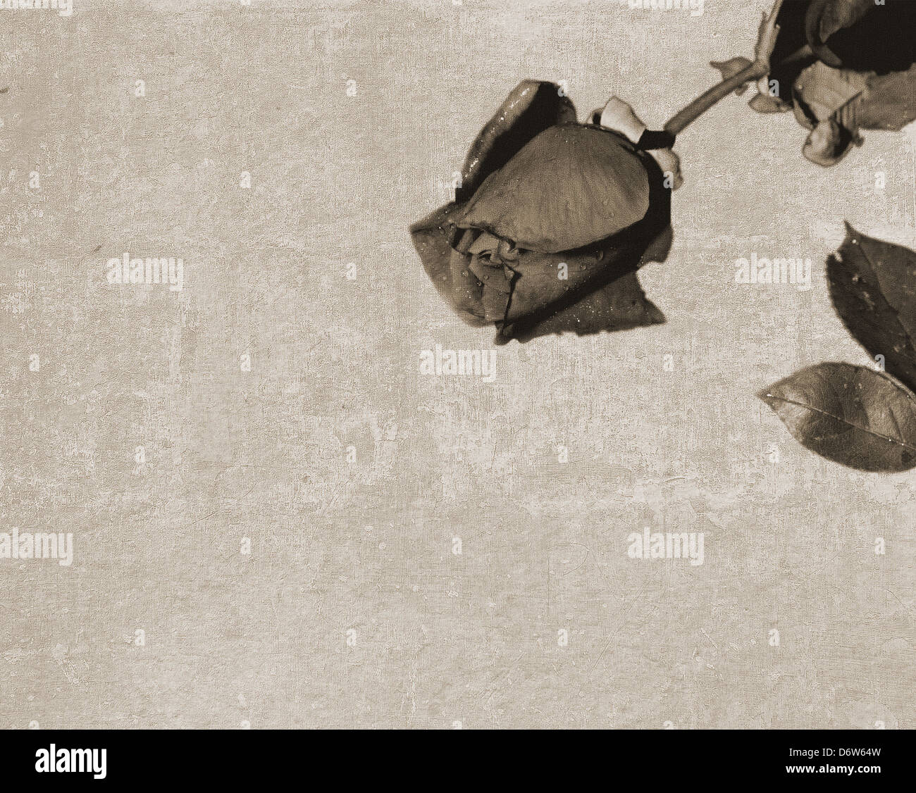 Vintage texture with black rose bud and leaves Stock Photo - Alamy