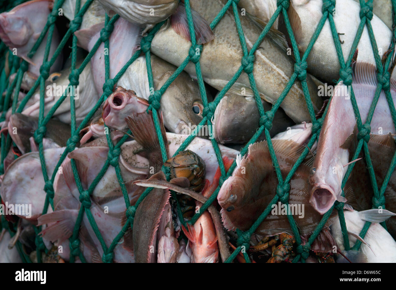 Fishing dragger hauls in net full of Atlantic Cod fish (Gadus morhua ...