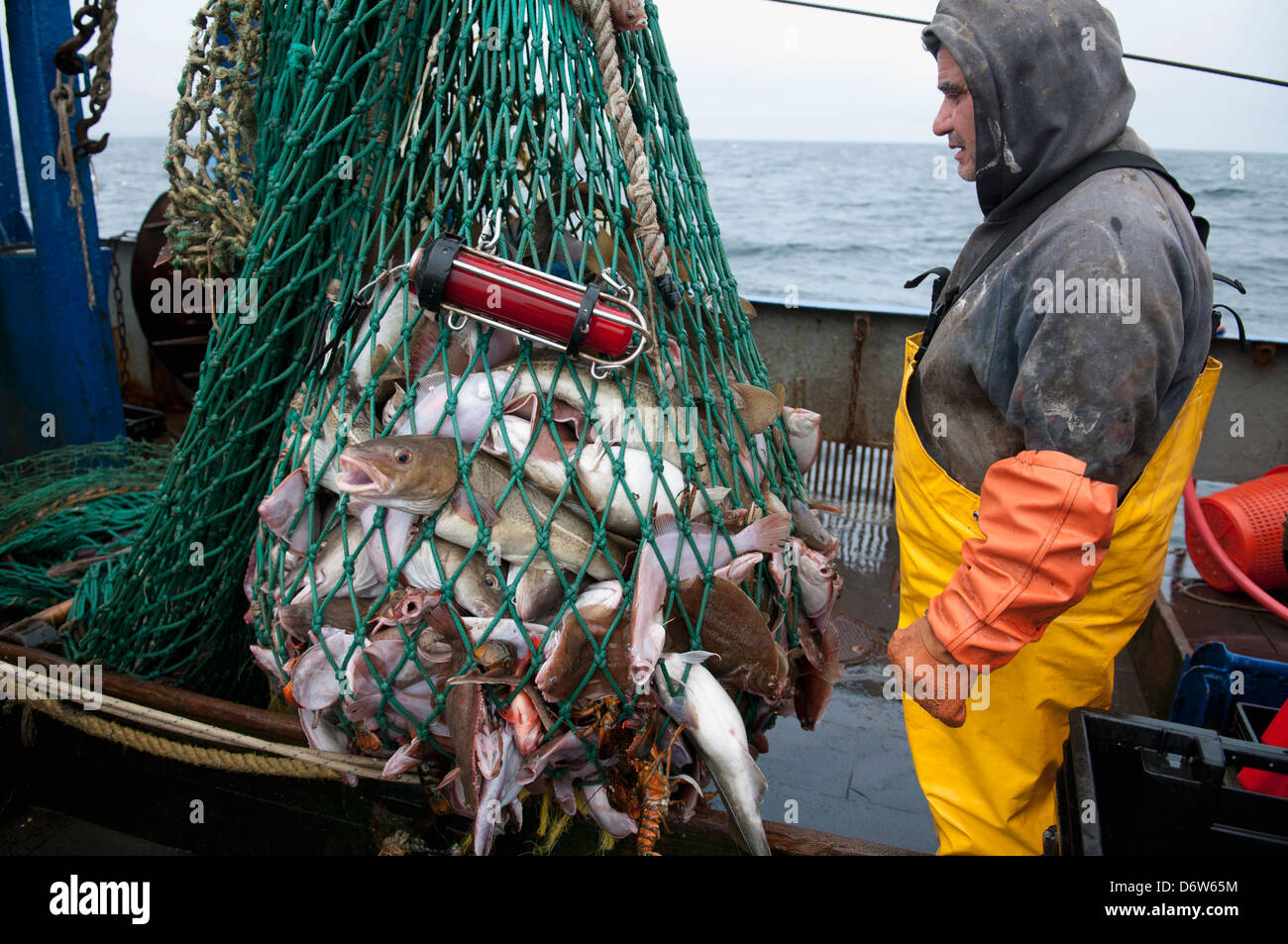 Fishing dragger hauls in net full of Atlantic Cod fish (Gadus morhua ...