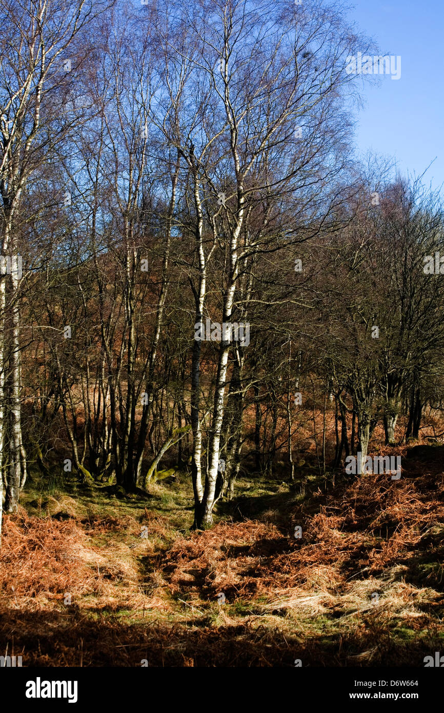 Silver Birch Trees growing in Birkett Houses Allotment above Windermere ...