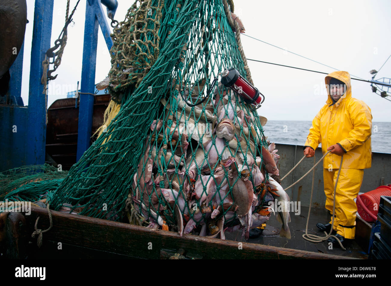 Fishing dragger hauls in net full of Atlantic Cod fish (Gadus morhua ...